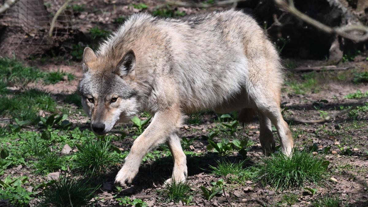 Erneut ein totes Kalb im Ostallgäu entdeckt: War es ein Wolf?