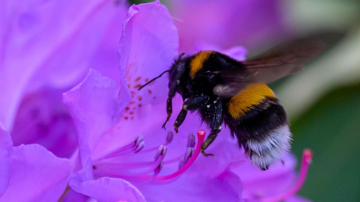 „Hummel-Challenge 2026“: So können Laien Insekten-Forschern helfen