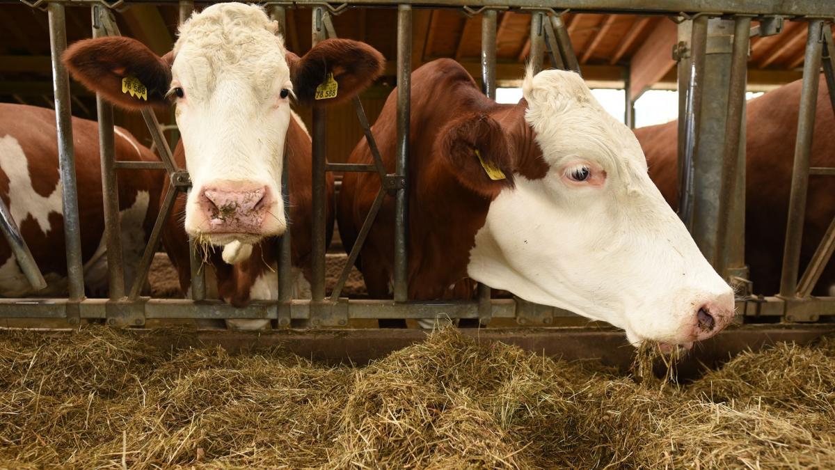 Tierseuche: Könnte Rindertuberkulose auch in den Südwesten kommen?