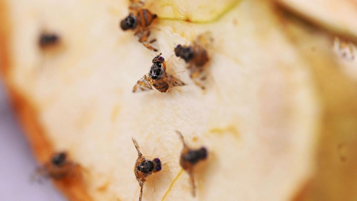Agrar: Mittelmeerfruchtfliege könnte zum Superschädling werden