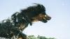 Hund Mogli beißt zwei Passanten: Warum sein Herrchen vor Gericht ...